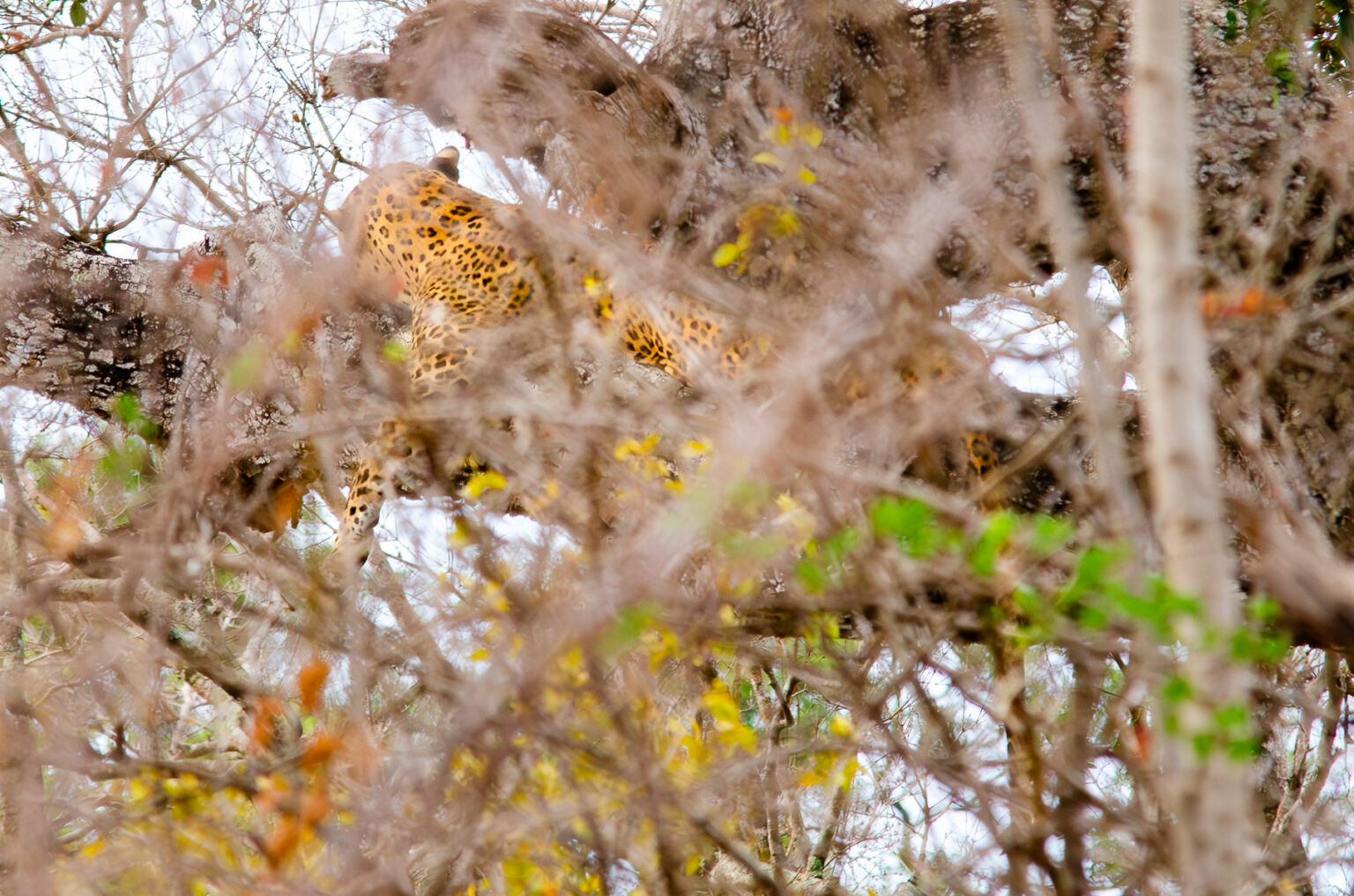 Yala National Park Safari in Sri Lanka - Wildlife Photos and Advice ...