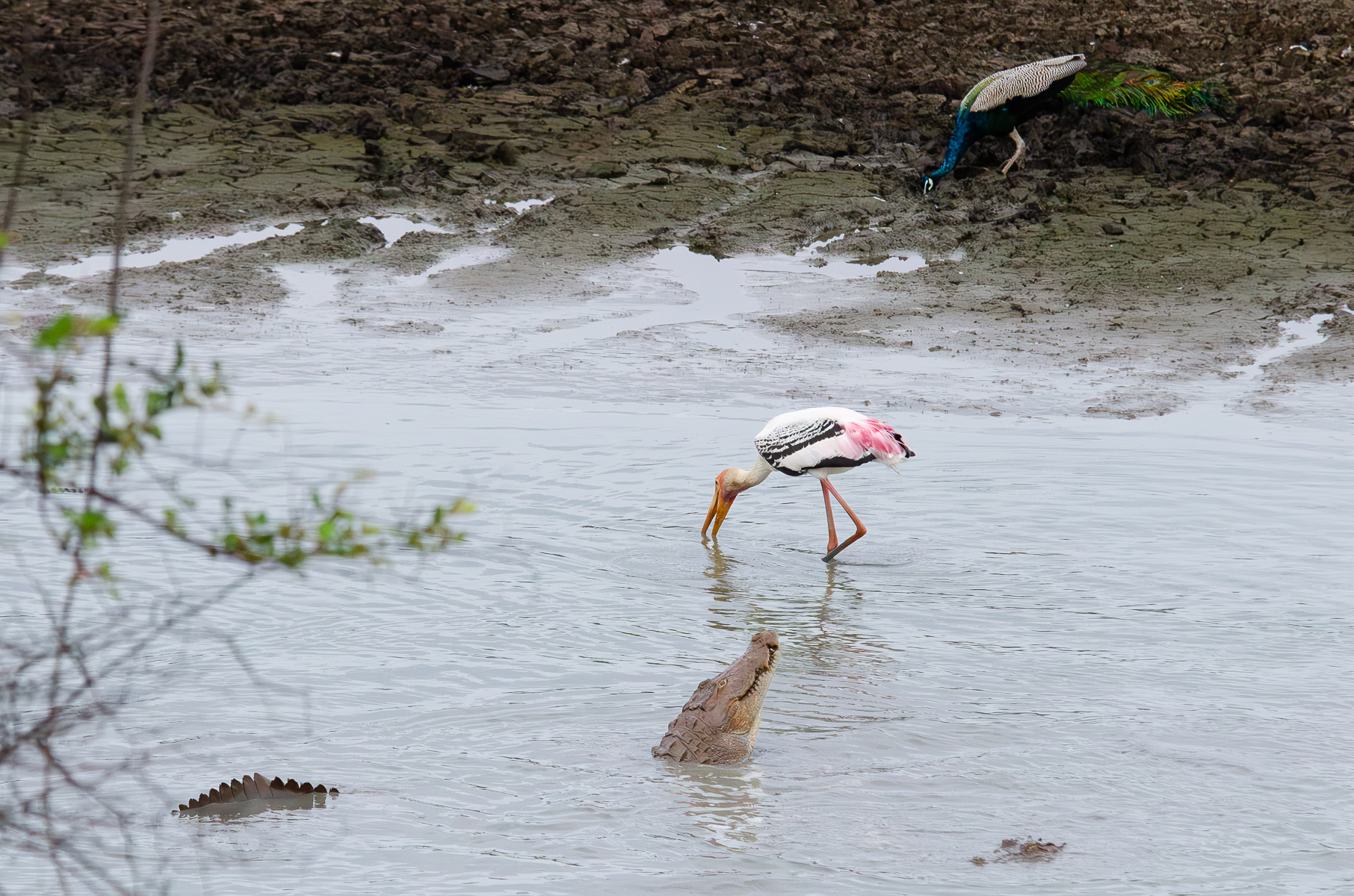 Yala National Park Safari in Sri Lanka - Wildlife Photos and Advice ...
