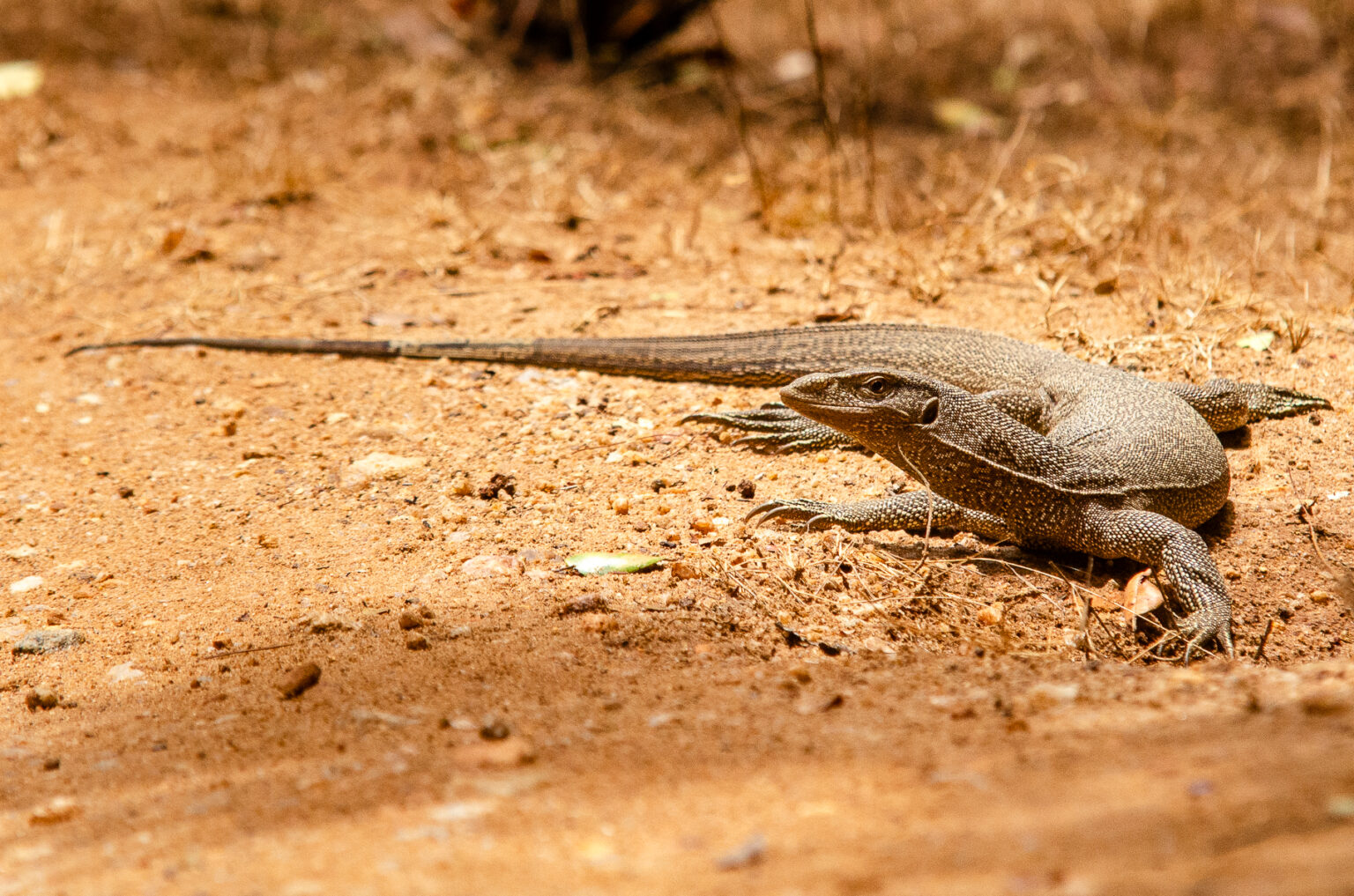 Yala National Park Safari in Sri Lanka - Wildlife Photos and Advice ...